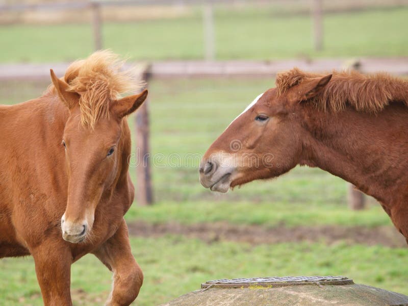 Jeune Comportement De Cheval Image stock - Image du équestre, agressif ...