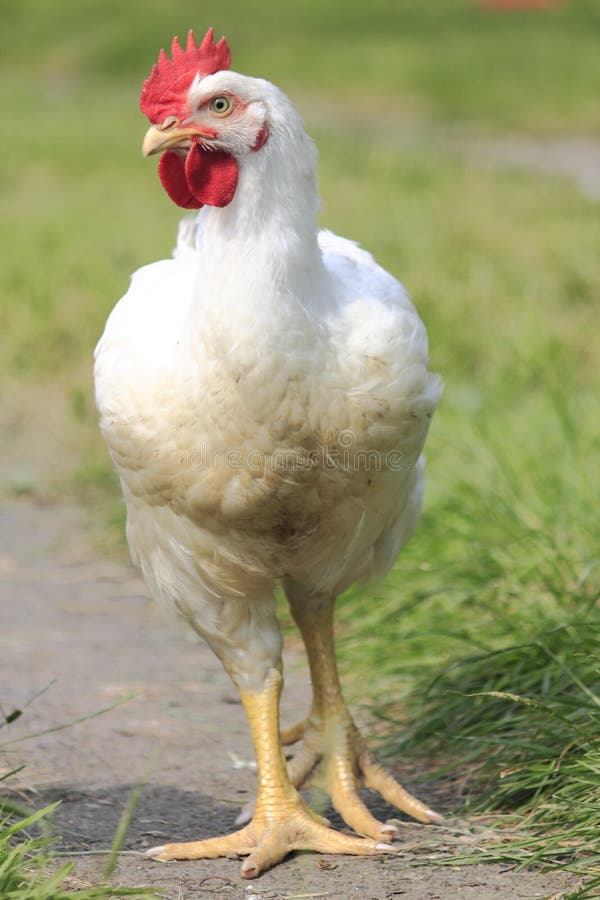 62,192 Coq Photos libres de droits et gratuites de Dreamstime