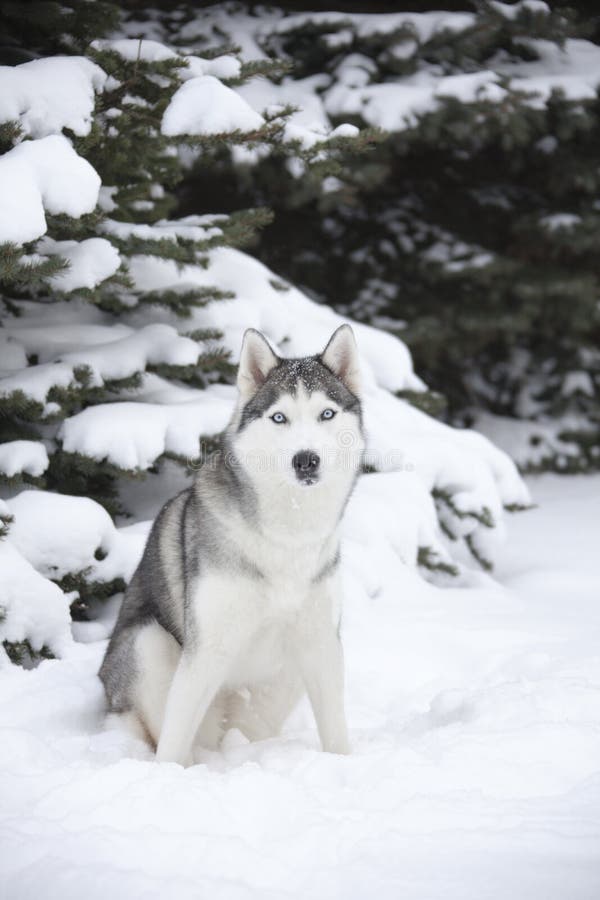Jeune costaud photo stock. Image du mammifère, domestique - 29199166