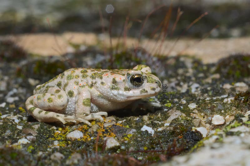 Jeune Crapaud Vert (viridis De Bufotes) Errant Dans Un Jardin Italien ...