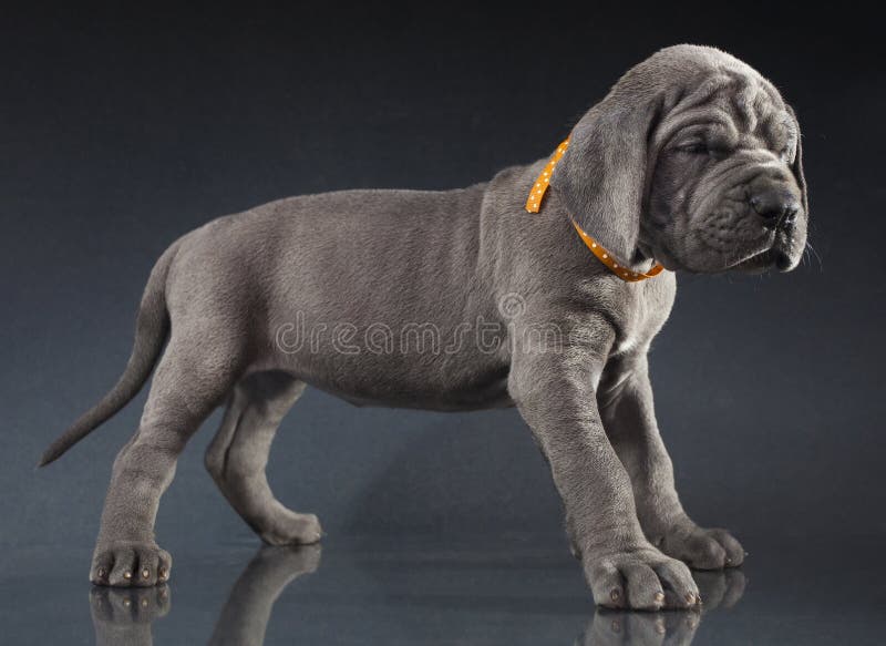 Chiot bleu de Danois grand image stock. Image du tête - 85931685