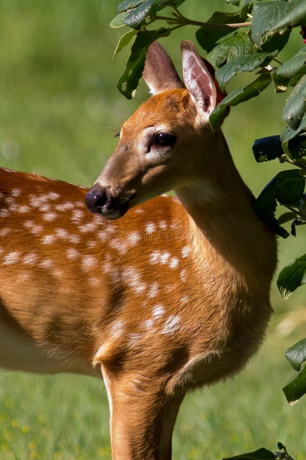Jeune faon image stock. Image du brun, arbre, type, ambiant - 20623777