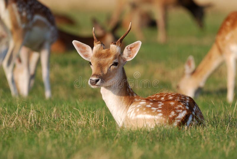 Jeune faon image stock. Image du économie, désert, animal - 6251871