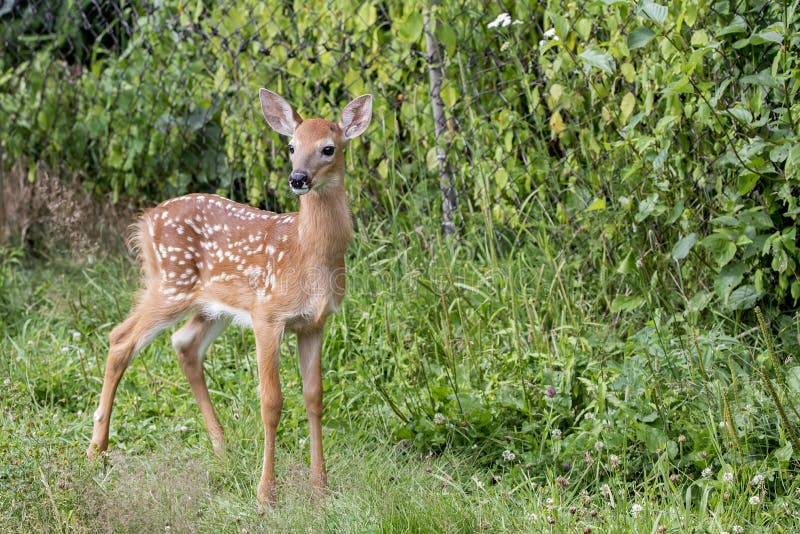 Jeune Faon Se Tenant Dans L'herbe Faune Et Flore D'été Image stock ...