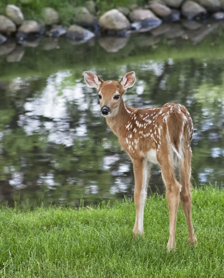 Jeune faon de whitetail image stock. Image du faon, nature - 31552921