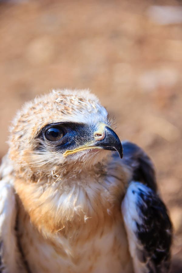Jeune faucon photo stock. Image du aile, animal, brun - 79284166