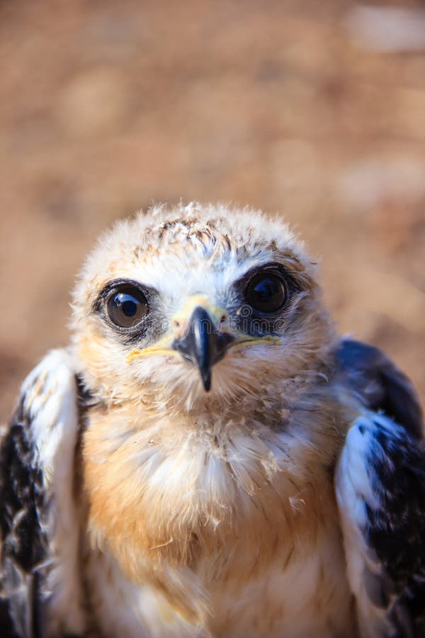 Jeune faucon photo stock. Image du aile, animal, brun - 79284166