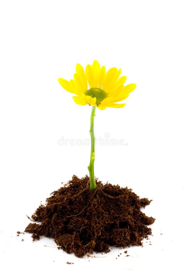 Jeune fleur image stock. Image du agriculture, floral - 5485407