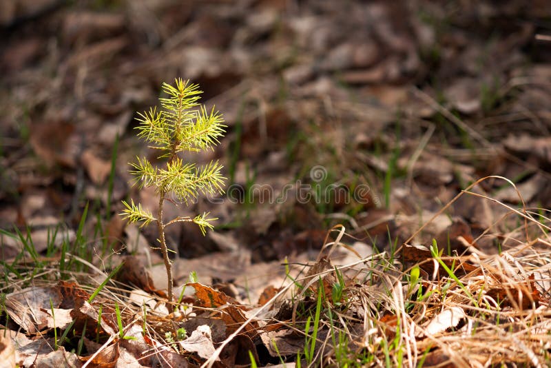 Jeune Forêt De Pousse De Pin Au Printemps Photo stock - Image du ...