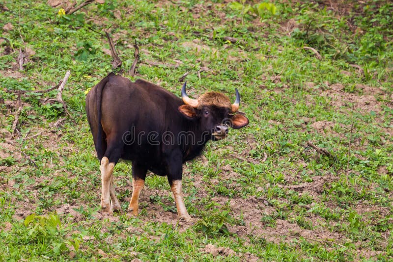 Gaur Sauvage (laosiensis De Gaurus De Bos) Image stock - Image du ...