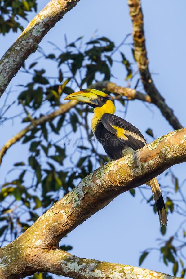 Jeune Grand Calao (bicornis De Buceros) Image stock - Image du plumage ...
