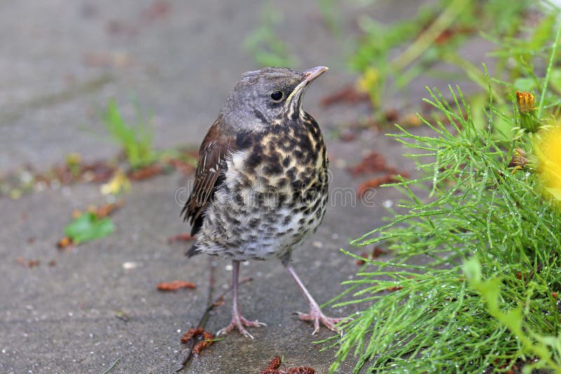 Jeune grive image stock. Image du sauvage, grive, ressort - 55611353
