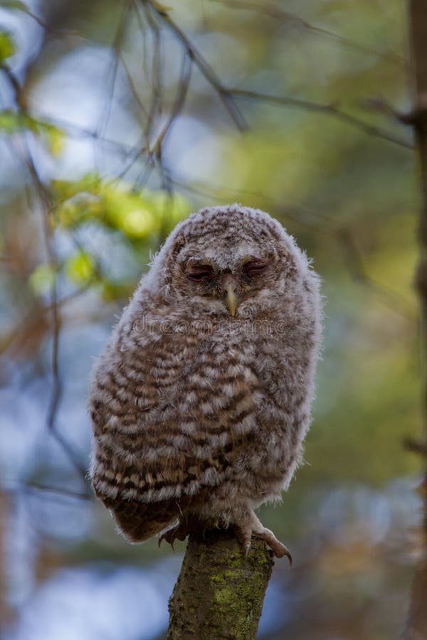 Jeune Hibou Fauve Ou Hibou De Brown Photo stock - Image du proie ...
