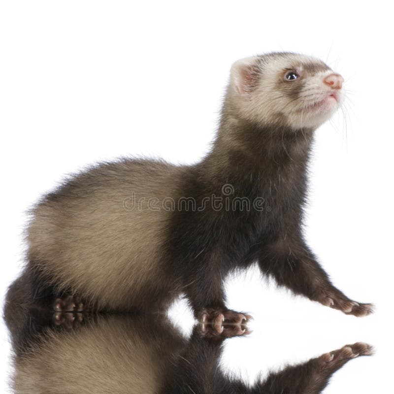 Jeune Kit Siamois De Furet De Sable Image stock - Image du putois ...