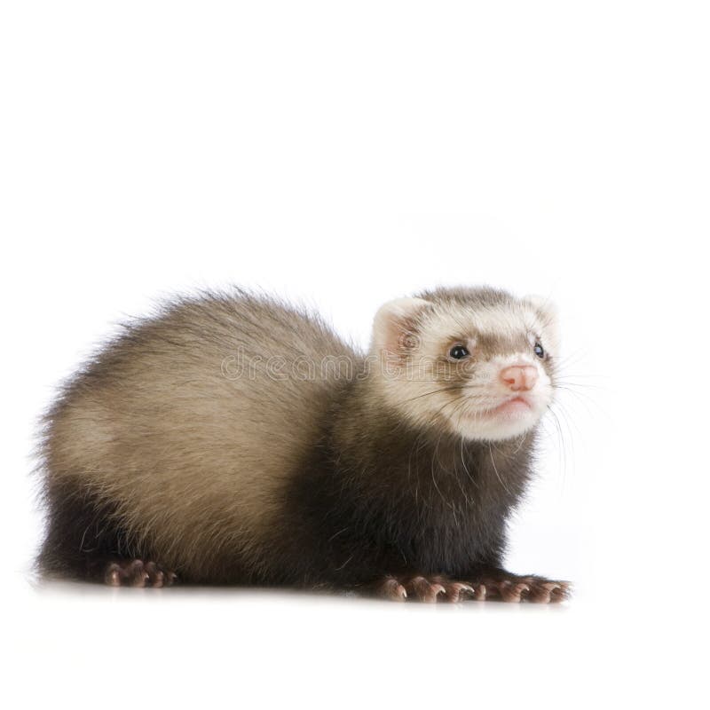 Jeune Kit Siamois De Furet De Sable Photo stock - Image du fureur ...