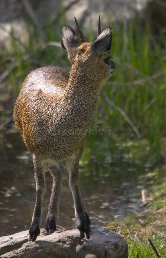 Jeune klipspringer photo stock. Image du timide, petit - 811478
