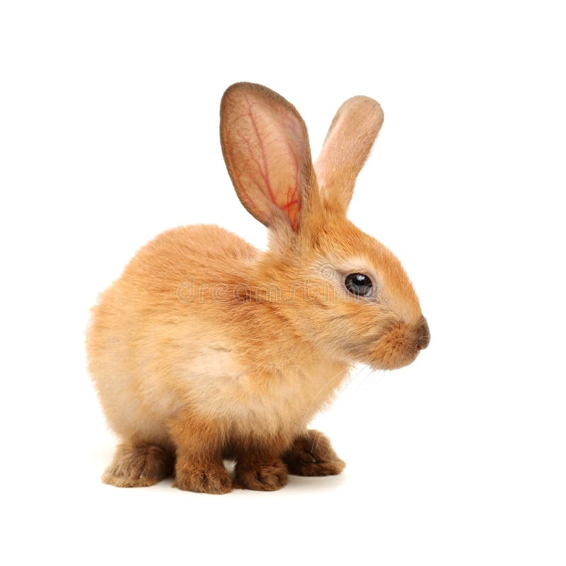 Jeunes Rouges De Lapin Curieux Photo stock - Image du oreilles, coupure ...