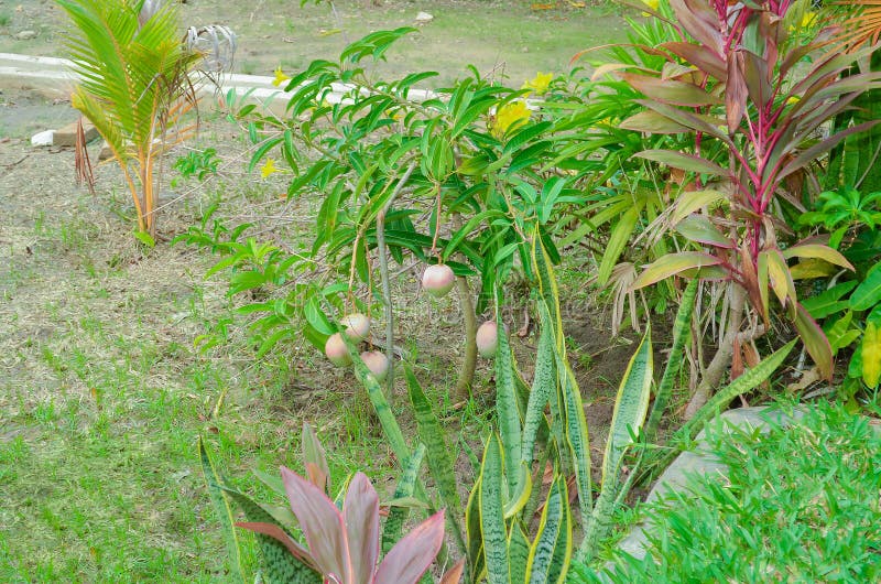 Jeune Mango Tree - Dar Es Salaam Tanzanie Photo stock - Image du ceci ...