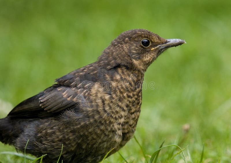 Un jeune merle photo stock. Image of oiseaux, jeune, oiseau - 95006088