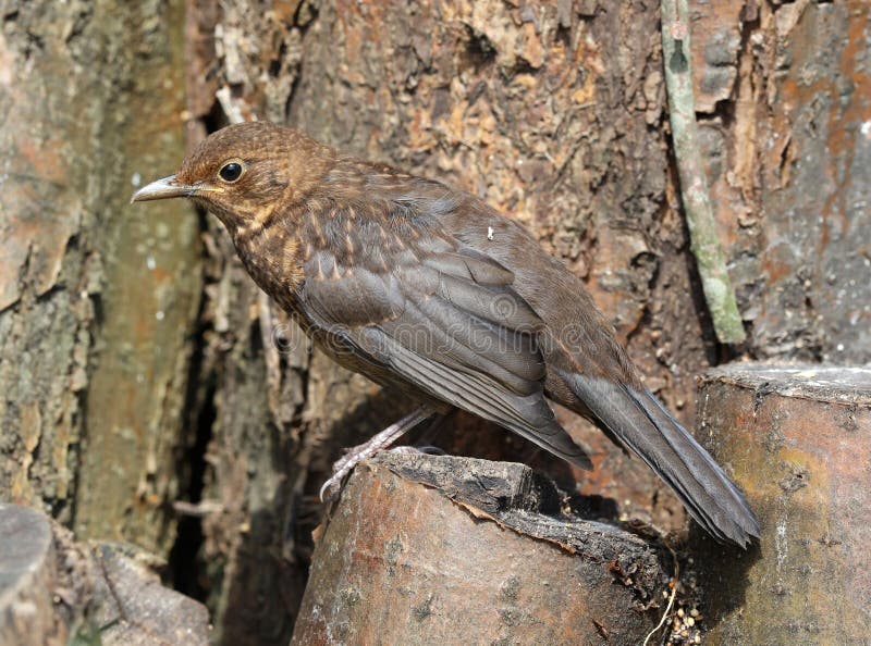 Jeune merle image stock. Image du oiseau, noir, clavettes - 73051111