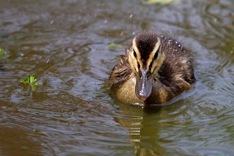 Jeune Natation De Canard De Caneton De Canard Dans L'eau Photo stock ...
