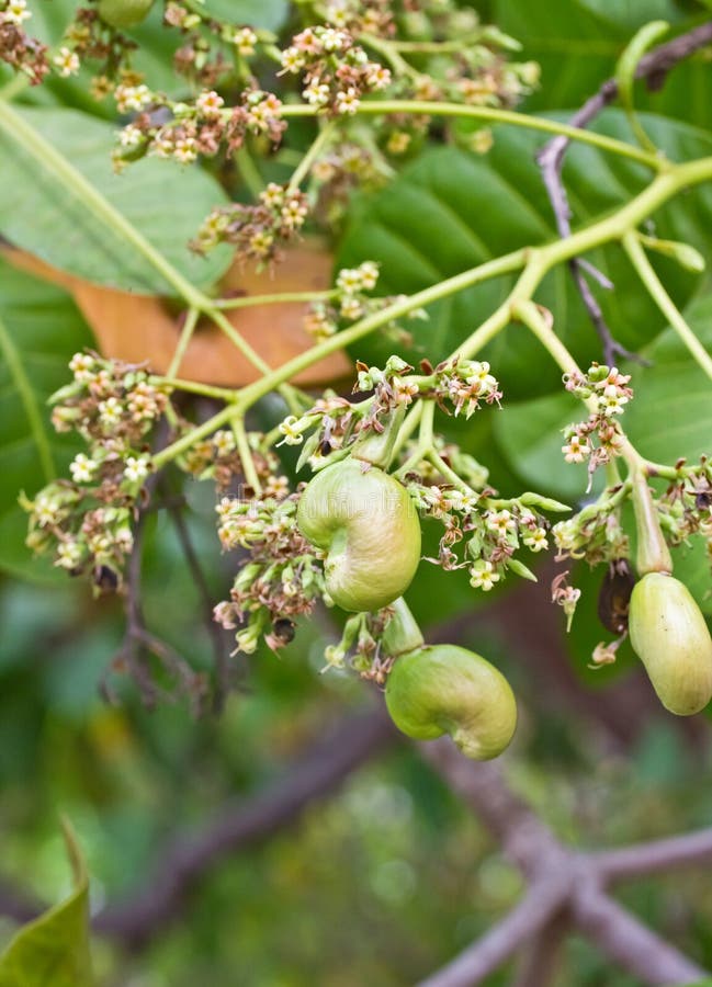 Arbre d'anacarde photo stock. Image du noix, agriculture - 63308