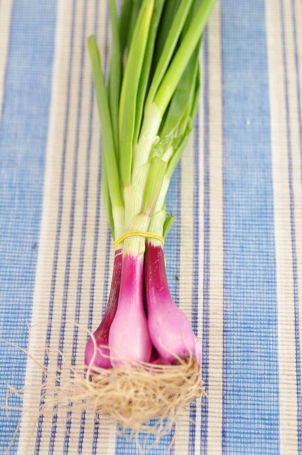 Jeune oignon rouge image stock. Image du cuisine, frais - 31533293