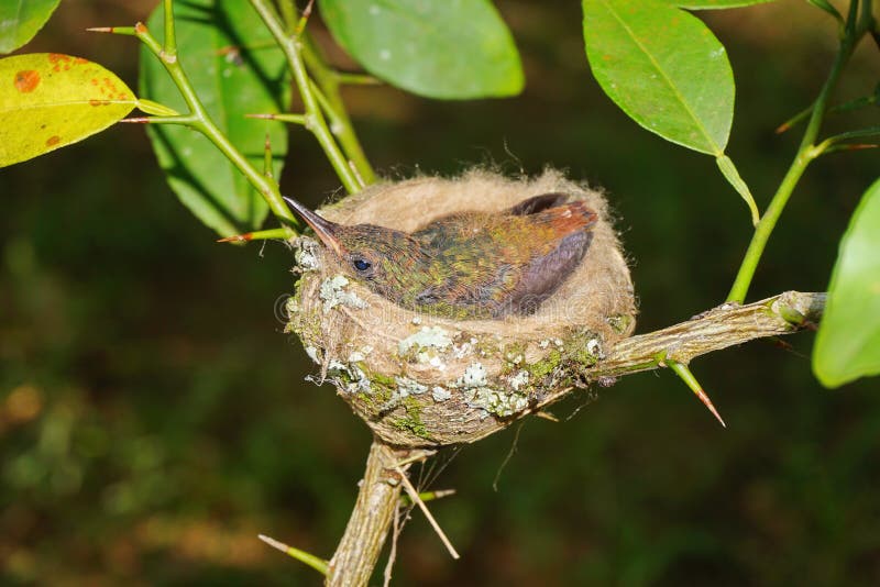 Nid de colibri avec l'oeuf photo stock. Image du oiseau - 42787622