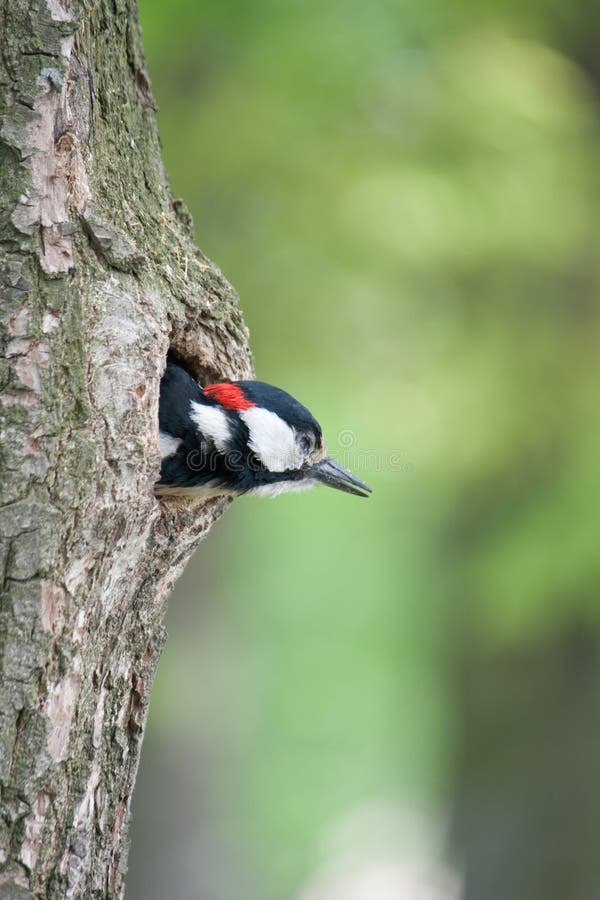 Le jeune pivert photo stock. Image du ornithologie, masculin - 14329042