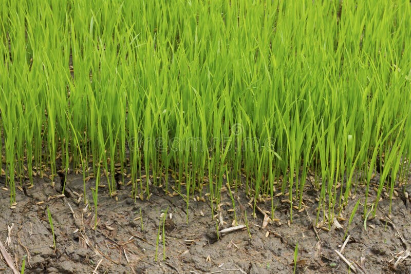 Jeune plante de riz photo stock. Image du vert, fond - 33187740