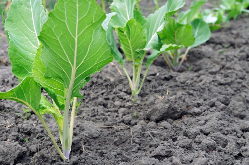 Grand-plantation de choux image stock. Image du agricole - 160766489
