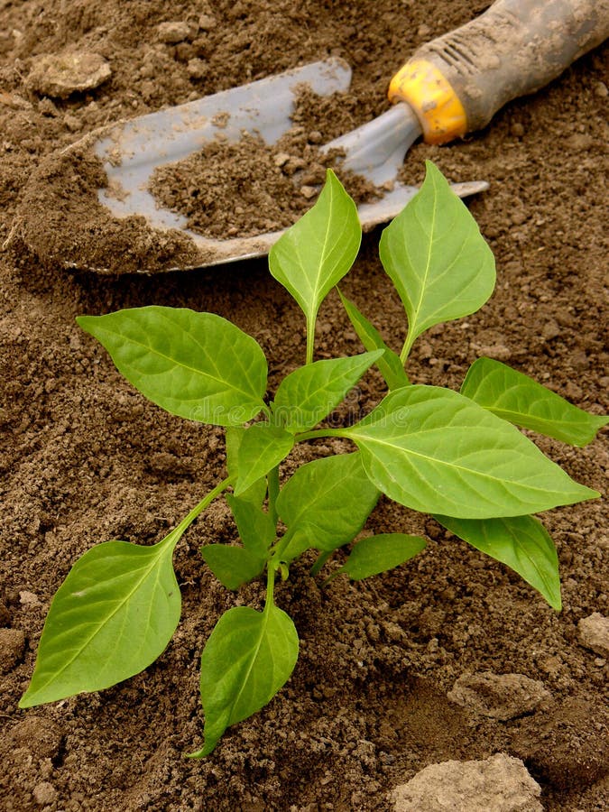 Jeune Plante De Poivre De Poivron Photos Stock - Téléchargez 170 Photos ...