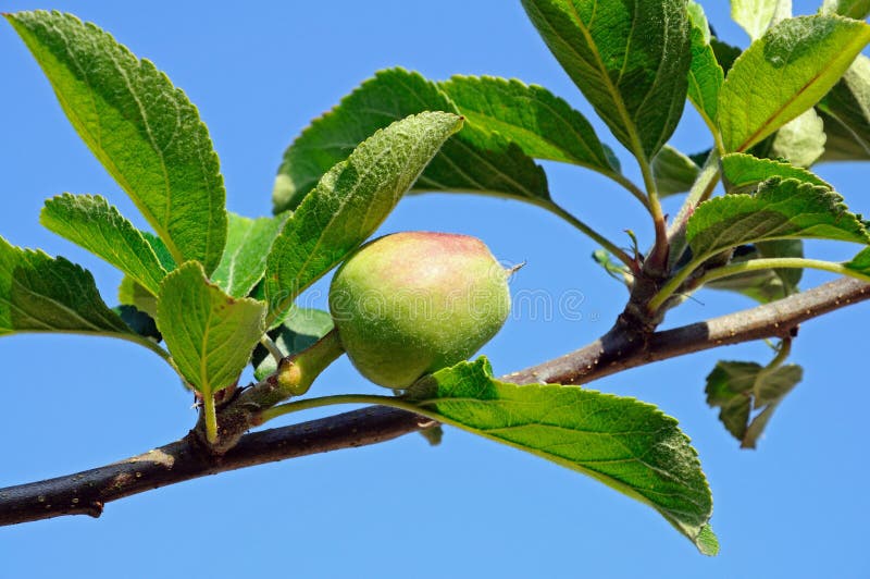 Jeune pommier image stock. Image du closeup, fleur, vert - 57595129
