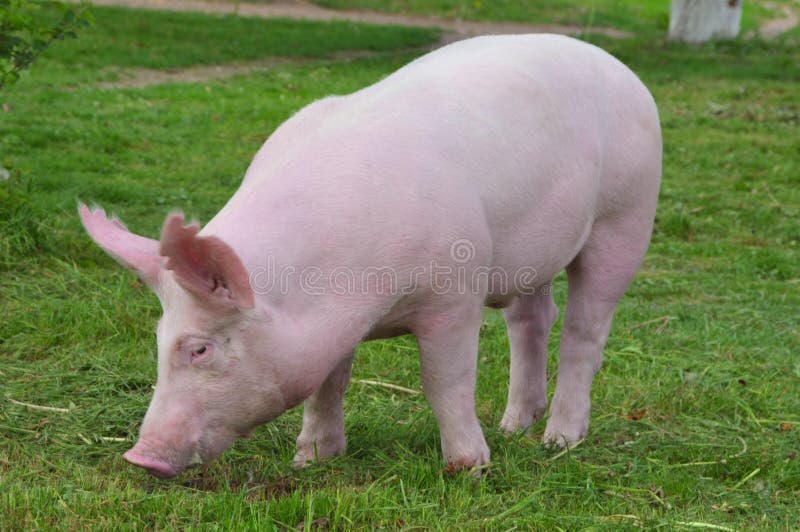 Grand porc rose image stock. Image du juge, juste, race - 3454391