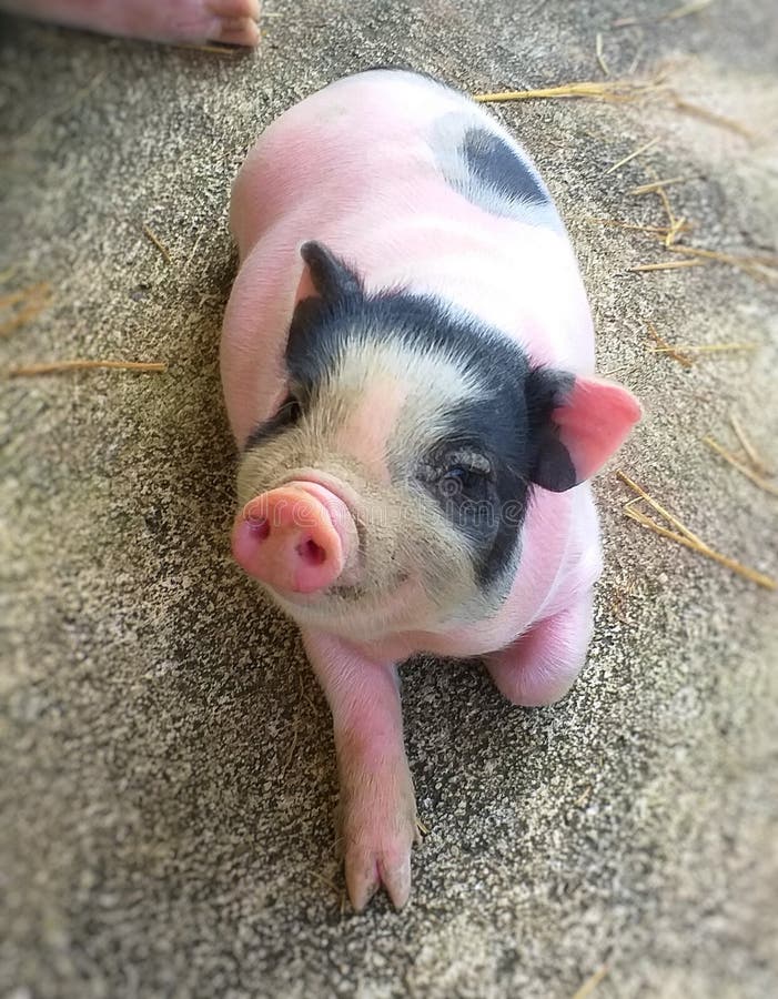 Jeune porc Porcin rose photo stock. Image du porcin - 135897402