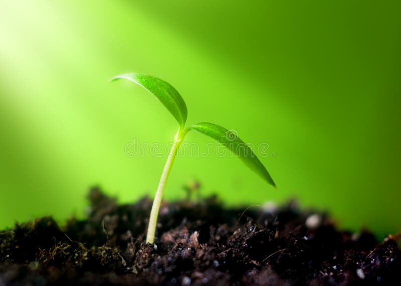 Jeune pousse photo stock. Image du ressort, seedling - 13787480