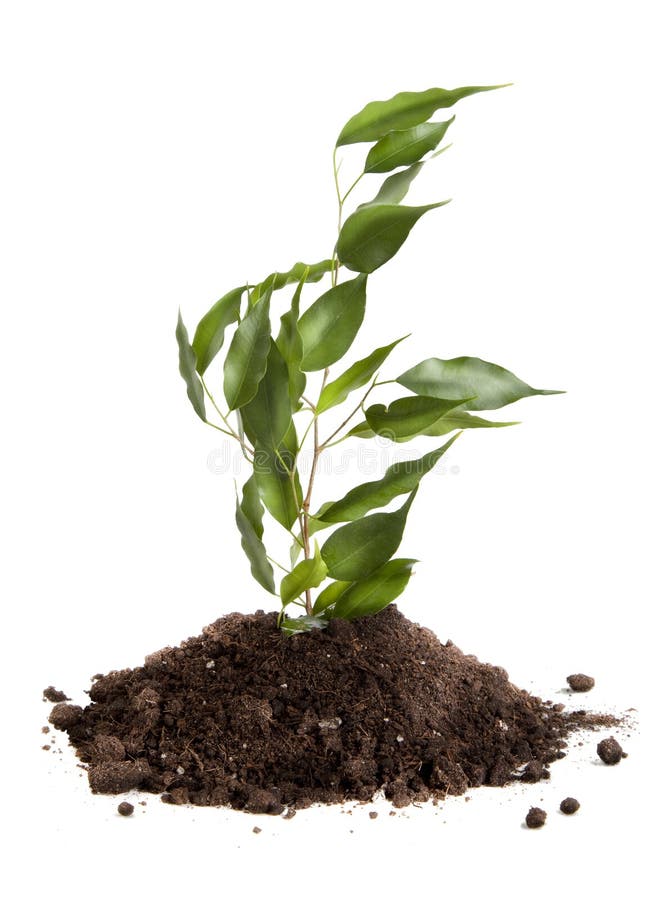 Jeune pousse image stock. Image du naissance, botanique - 20995973