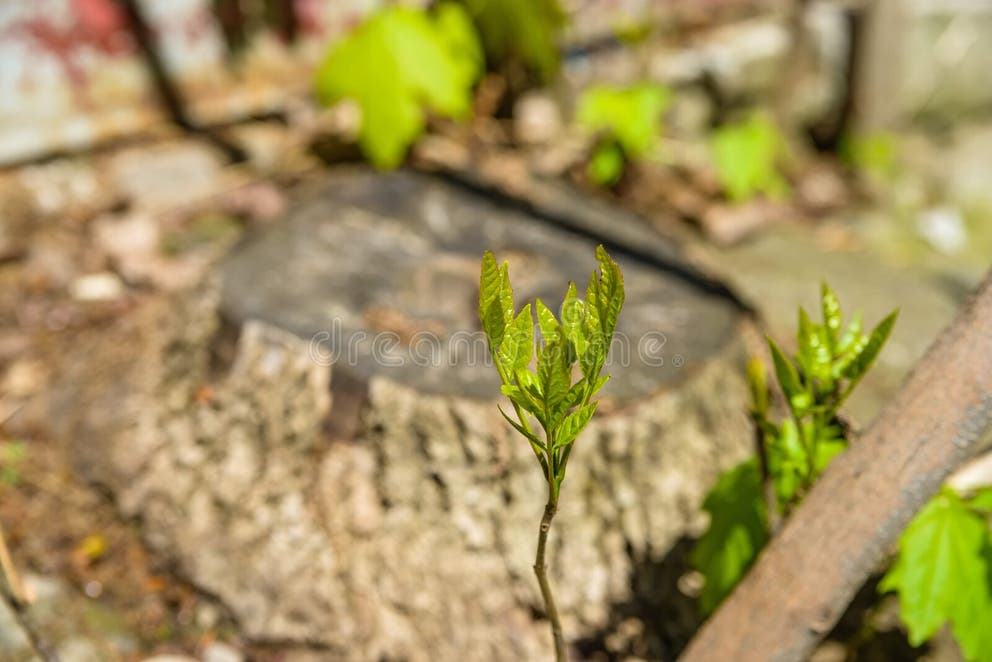 Jeune pousse d'arbre photo stock. Image du lumière, agriculture - 93078610