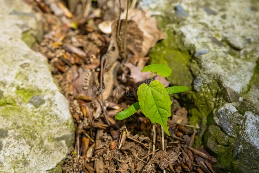 Jeune pousse d'arbre photo stock. Image du accroissement - 93547288