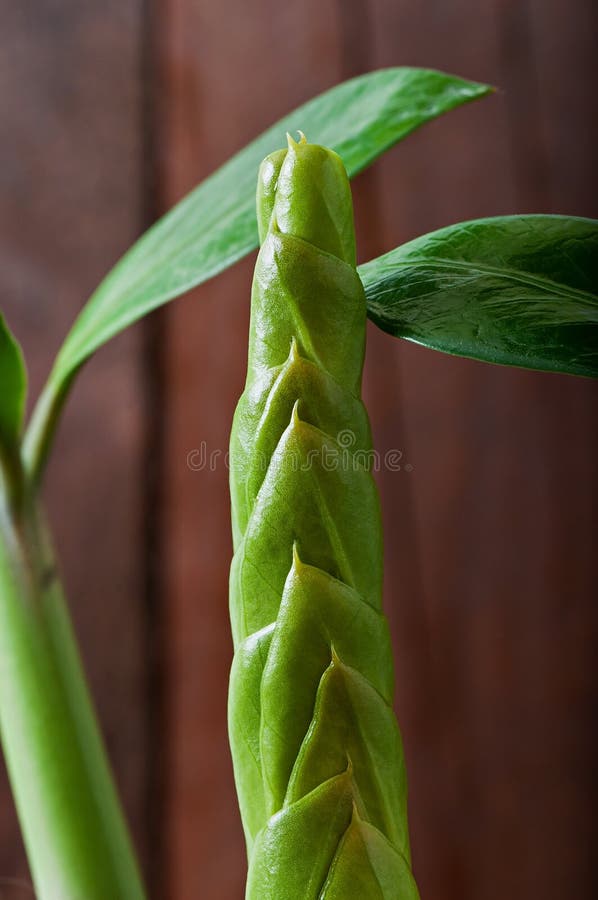 Jeune Pousse D'une Plante Verte Image stock - Image du nature, centrale ...
