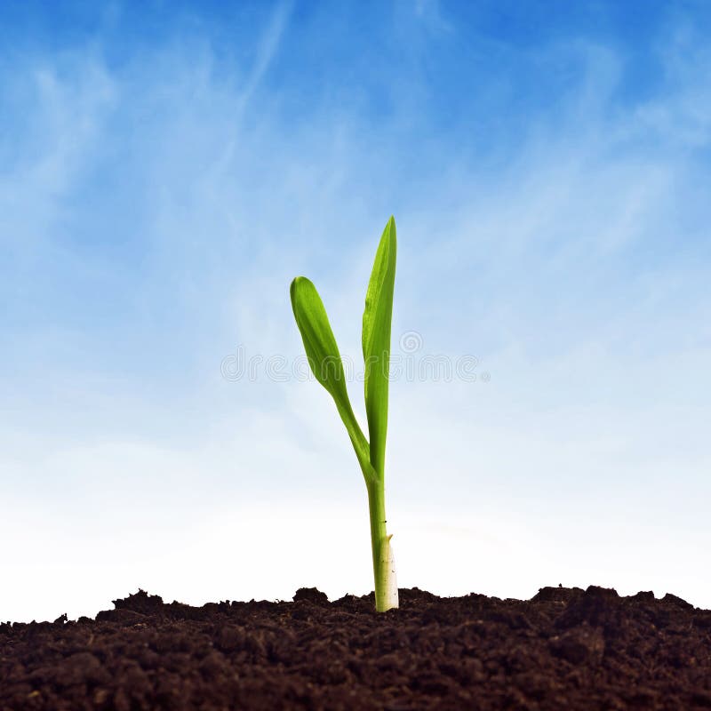 Jeune Pousse D'usine De Maïs Photo stock - Image du flore, champs: 44517860