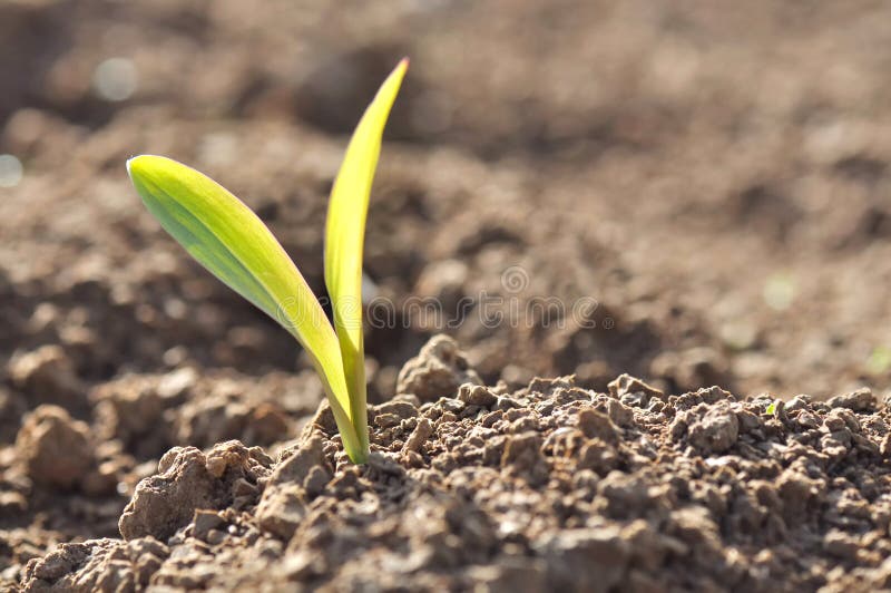 Jeune pousse de maïs image stock. Image du affermage - 30968617