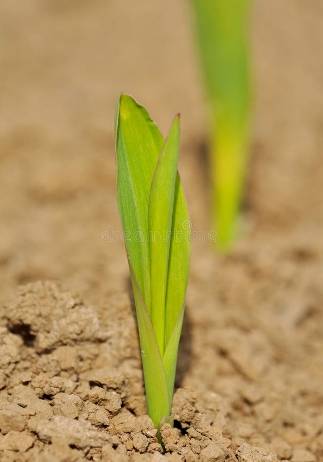 Jeune pousse de maïs photo stock. Image du lames, zone - 30969112