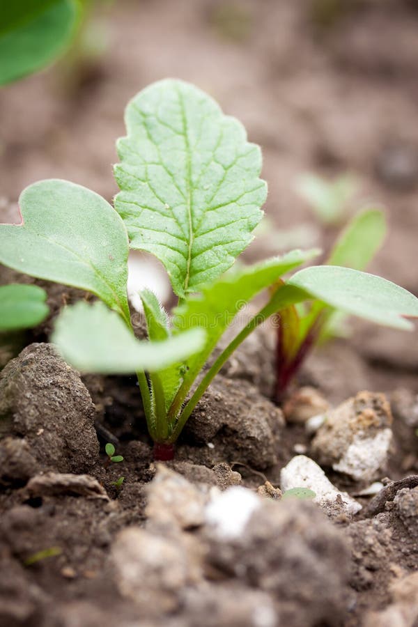 Pousse de radis image stock. Image du centrale, blanc - 19133963
