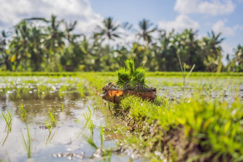 Pousse de riz image stock. Image du couleur, agriculture - 24789665