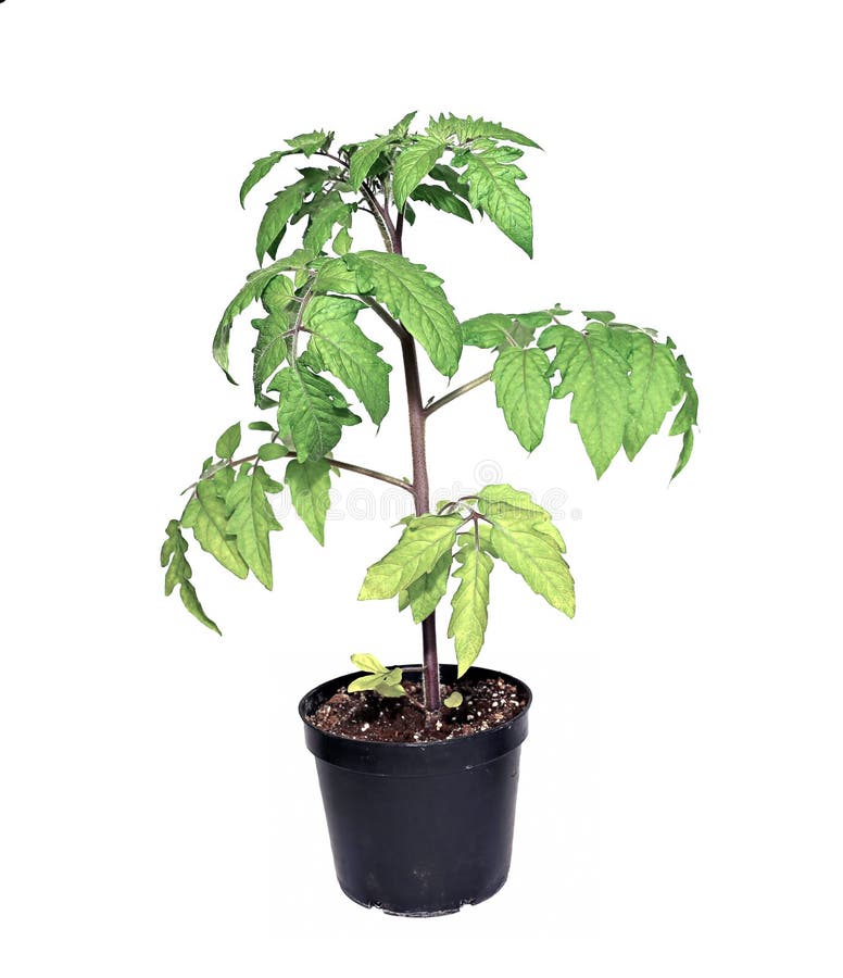 Jeunes Plants De Tomates En Pot Isolées Photo stock - Image du germe ...
