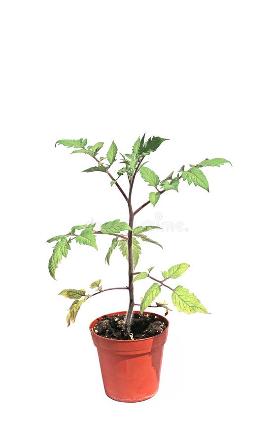 Jeune pousse de tomate photo stock. Image du pousse, isolement - 49340120