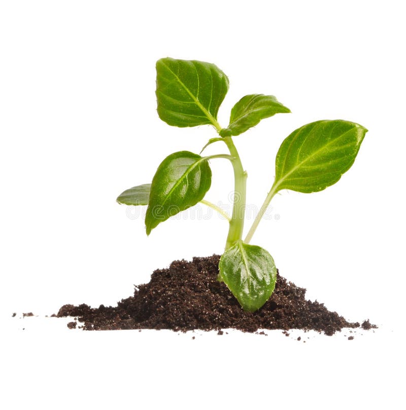 Jeune pousse sur le blanc photo stock. Image du agriculture - 15240524