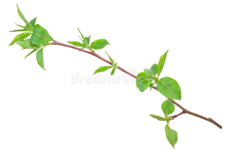 Jeune Pousse Verte D'Apple-arbre Avec La Feuille Image stock - Image du ...