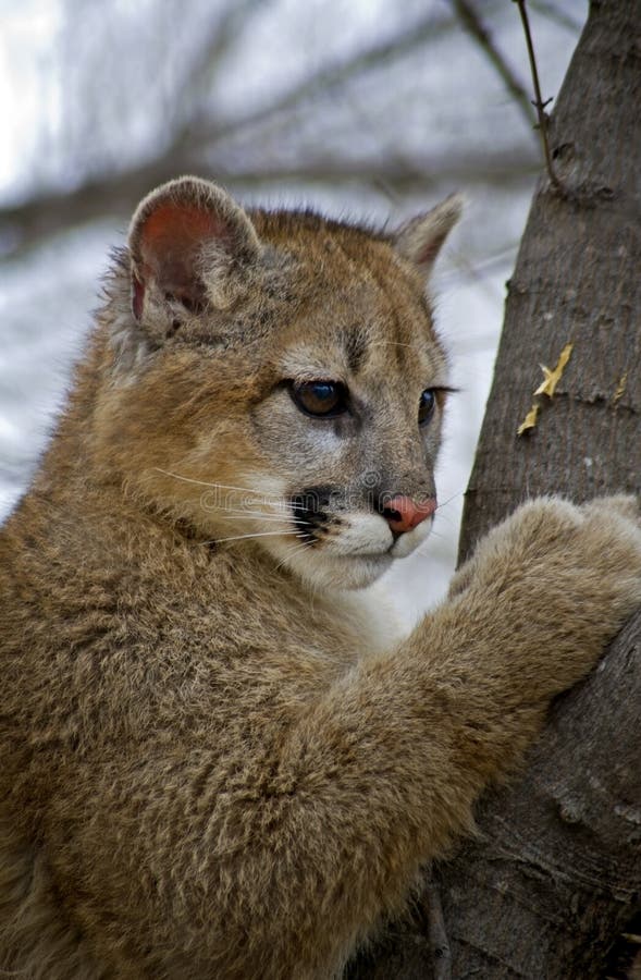 Jeune Cougar (Felis Concolor) Dans Un Arbre Image stock - Image du ...